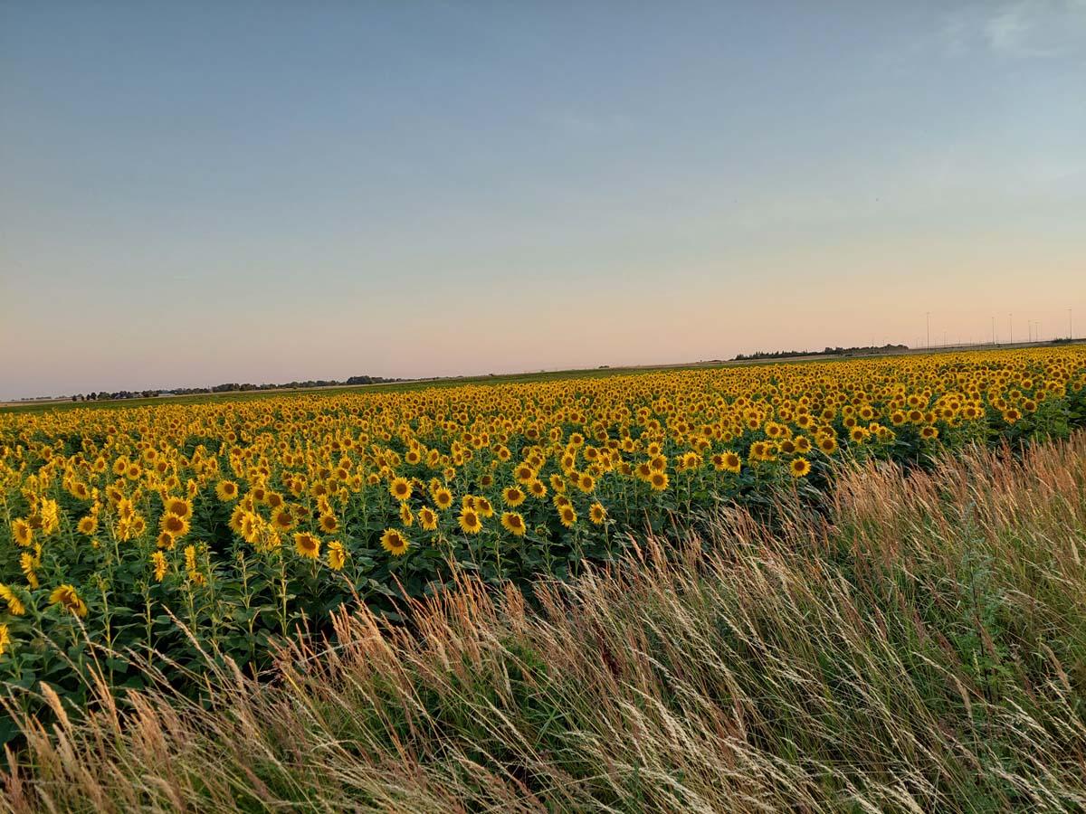 Sunflower Update: Kyiv Run – Sunflower Project